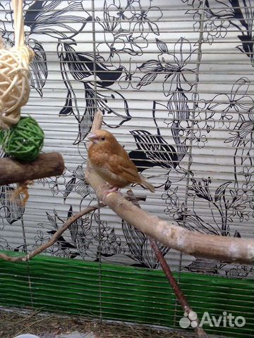 Самка Японской амадины