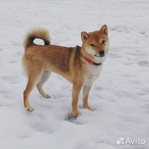 Сиба ину бесплатно