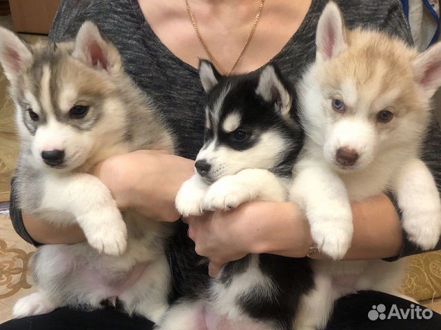 Сибирский хаски