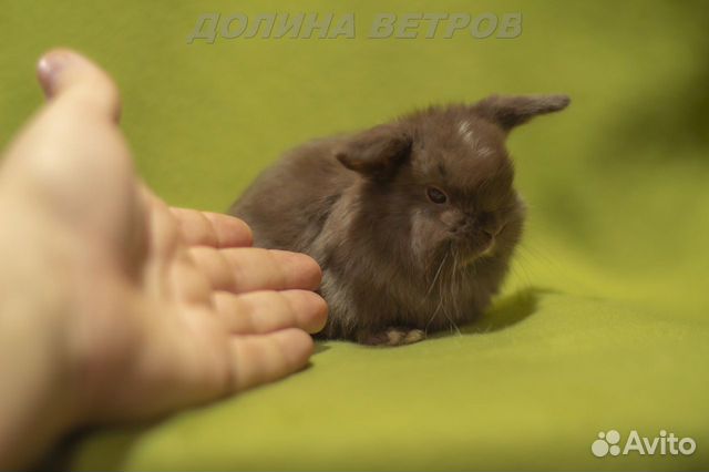 Шоколадные крольчата минилопы