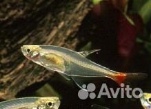 Стеклянная тетра (Prionobrama filigera)