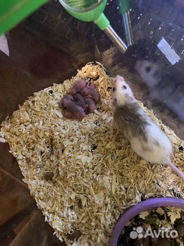 Мастомисы, недокрыса, супермышь