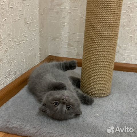 Котята шотландские вислоухие