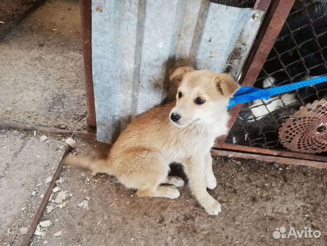 Щенки из приюта на усыпление спасите в дар