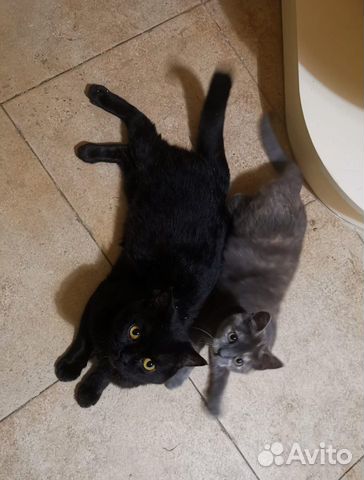 Котосемья в добрые руки