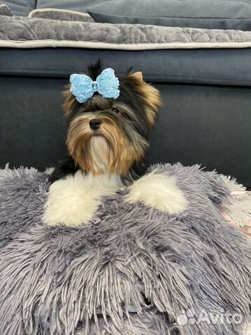 Очень красивая бивер девочка