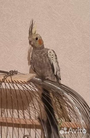 Птенец попугая кореллы