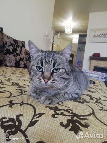 Котик Тиграша 9 месяцев