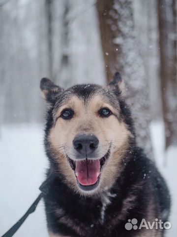 Миниатюрная собака-скромняжка ищет дом