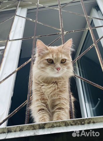 Отдадим Симбу бесплатно