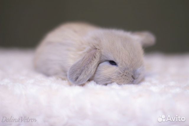 Вислоухие крольчата малыши изабелловые минилопы