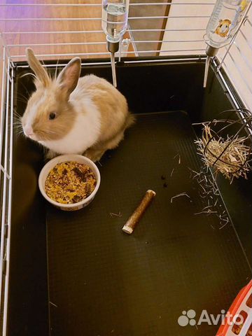 Декоративные кролики мини