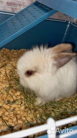 Кролик минор