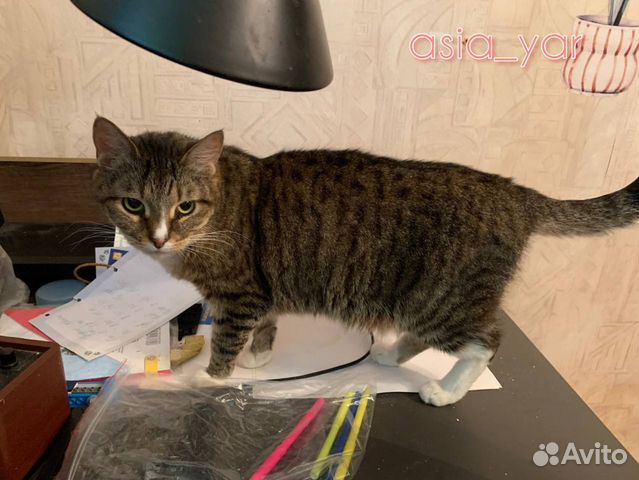 Ласковая домашняя кошка ищет дом