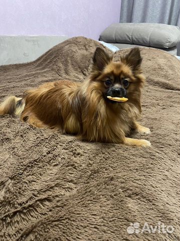 Немецкий шпиц