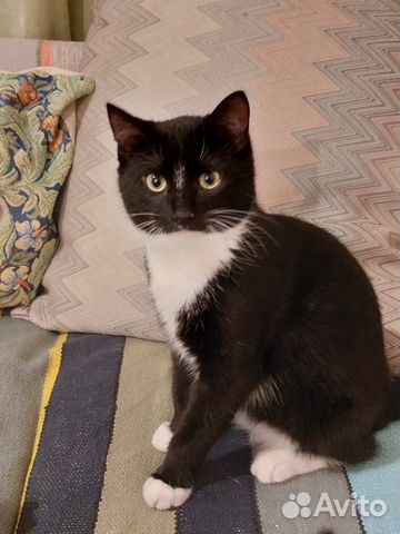 Кошка, метис стерилизована