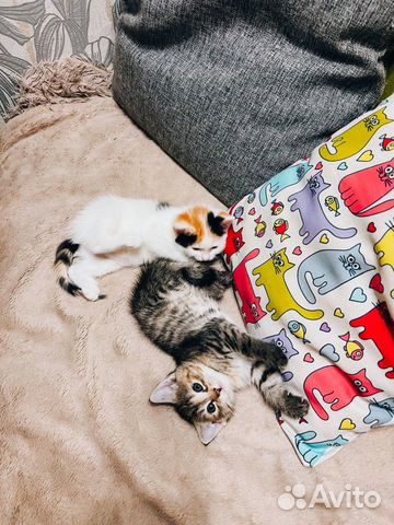 Котята ищут дом