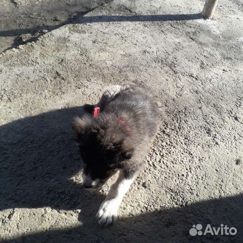 Кавказский волкодав