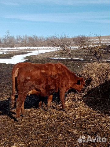 Корова, телочки