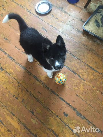 Животное собака хаски отдаю даром