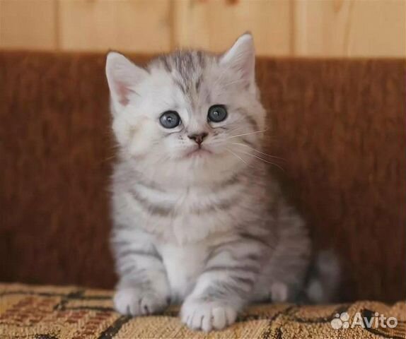 Роскошные крупные пупсы