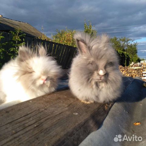 Ангорские кролики