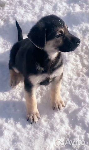 Бадди очень ждёт Вас в приюте