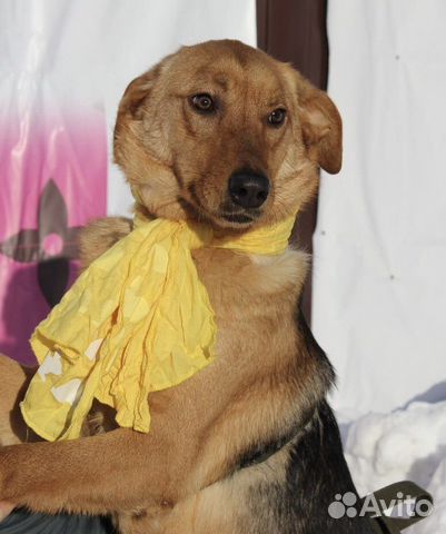 Ищет хозяина