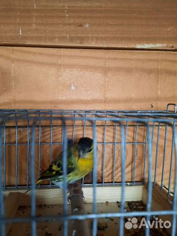 Чижик,щегол,клест,снегирь,зеленушка,чечетка,овсянк