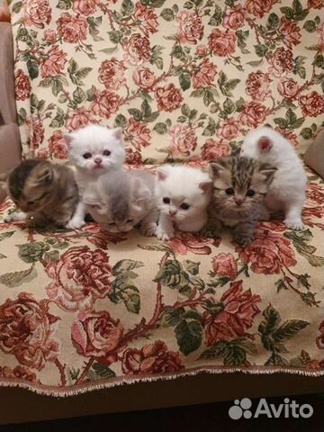 Котята шотланцы