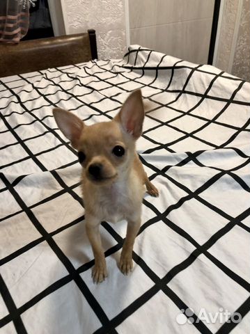Чихуахуа девочка мини