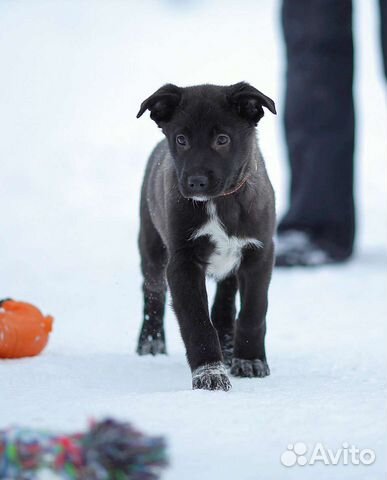 Щенок Миша (мальчик. 4 месяца) в приюте