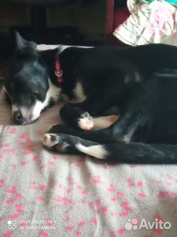 Отдам в добрые руки щенка, девочка ласковая добрая