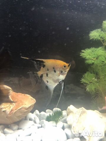 Рыба склярия