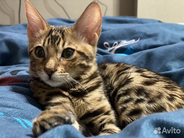 Бенгальская