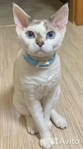 Девон-рекс мальчик