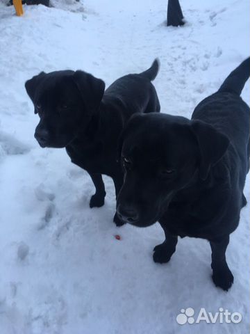 Собака лабрадор