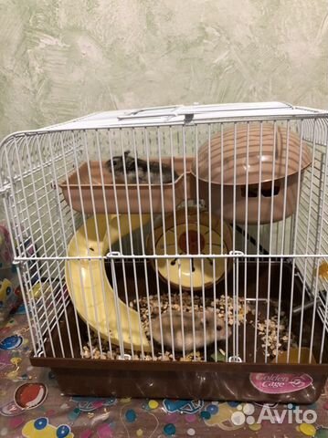 Джунгарский хомяк, мама, папа, 5 малышей. Отдать с