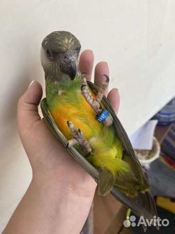 Ручные птенцы выкормыши средних попугаев