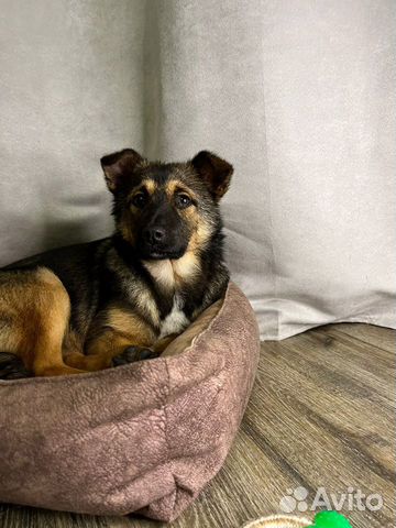 Щенок метис