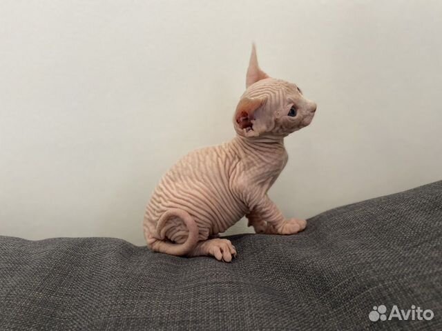 Котята канадского сфинкса