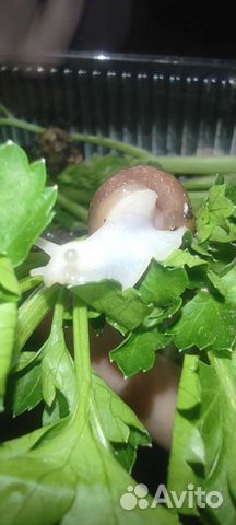 Улитки Lissachatina fulica