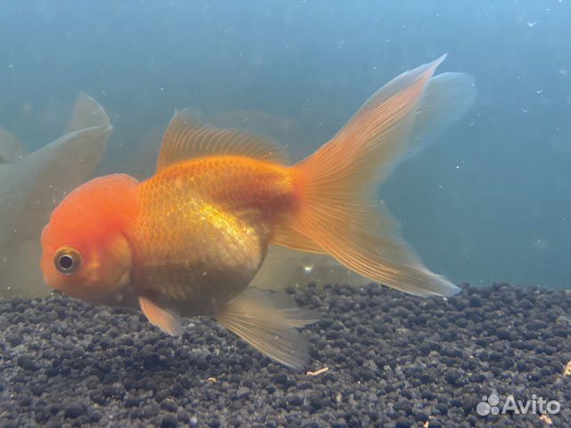 Золотая рыбка