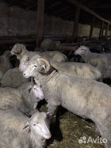 С/х животные