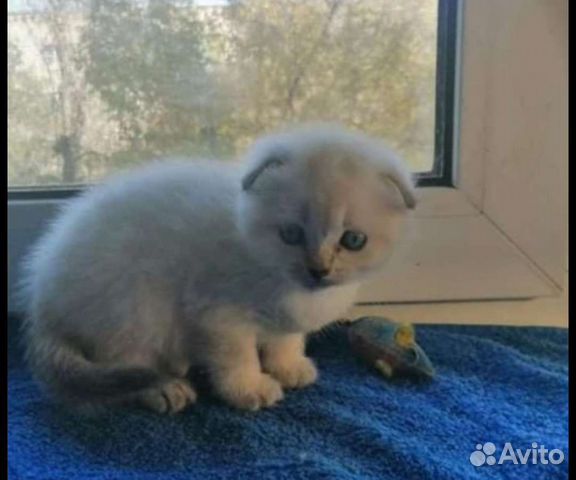 Шотландская вислоухая