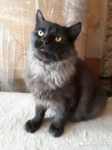 Милый котик до 2 лет