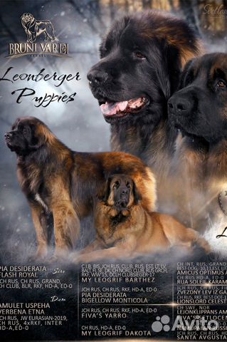 Щенки леонбергера