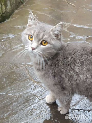 Британская кошка потеряшка