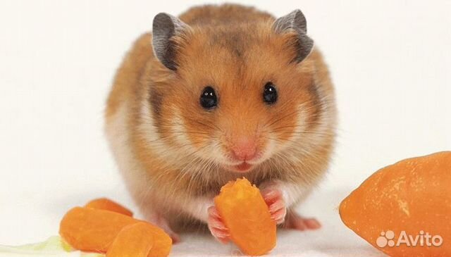 Сирийские хомячки