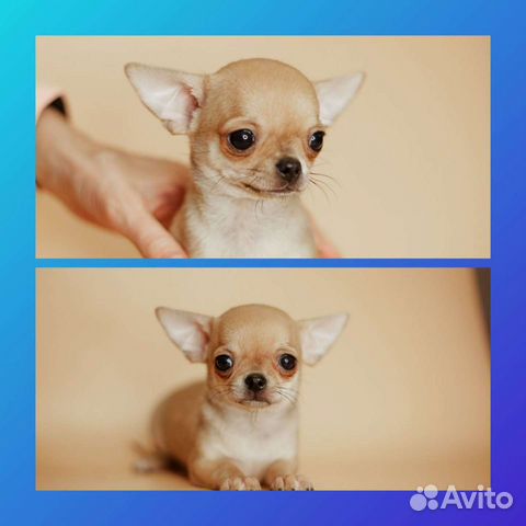 Щенки чихуахуа мини мальчик